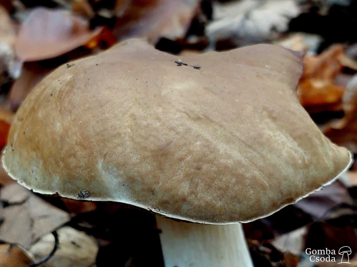 Ízletes vargánya (Boletus edulis) + Fotók