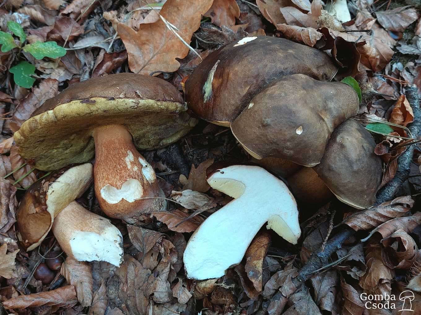 Bronzos vargánya (Boletus aereus) + Fotók