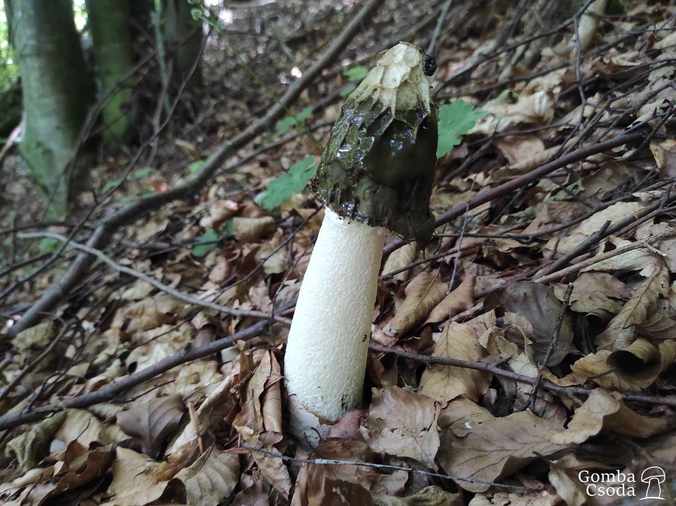 Erdei szömörcsög (Phallus impudicus) + Fotók