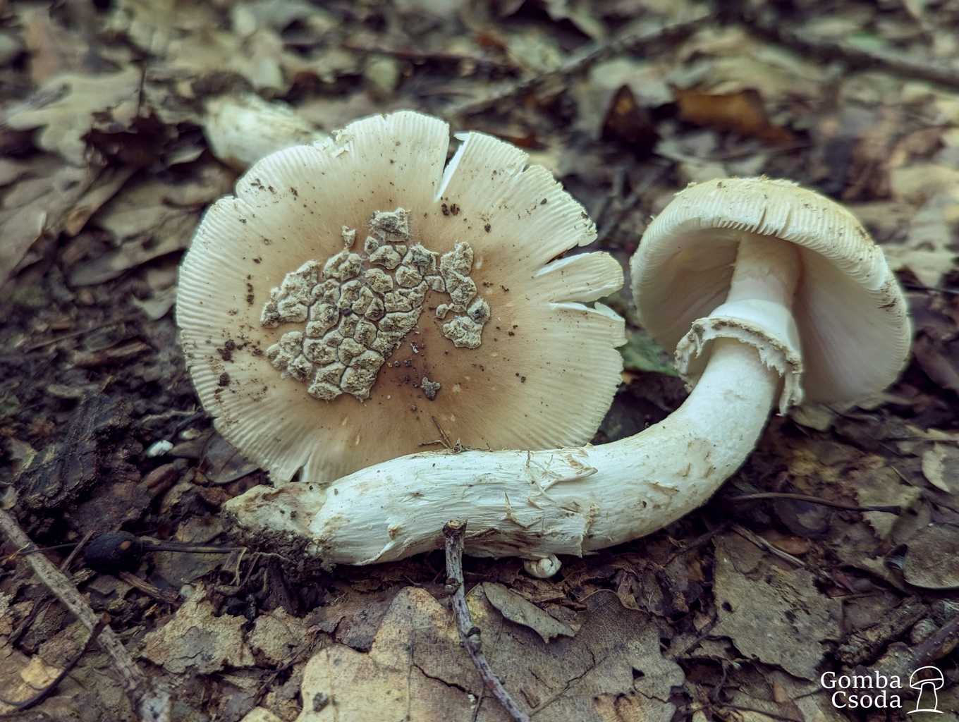Fésűsperemű galóca (Amanita eliae) + Fotók