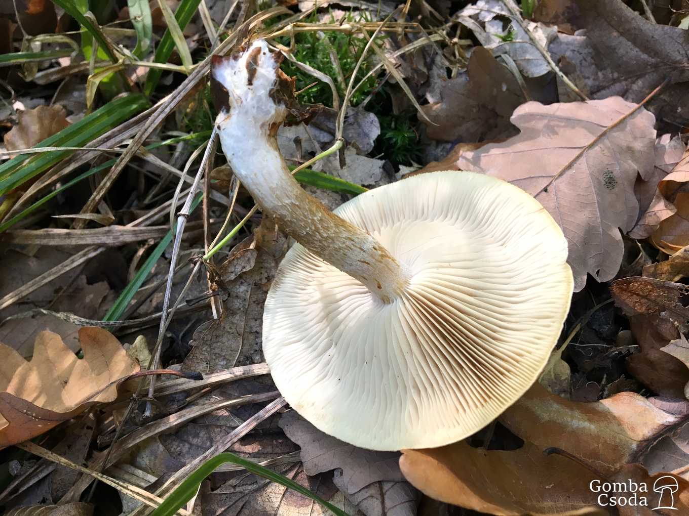Fakó tőkegomba (Pholiota lenta) + Fotók