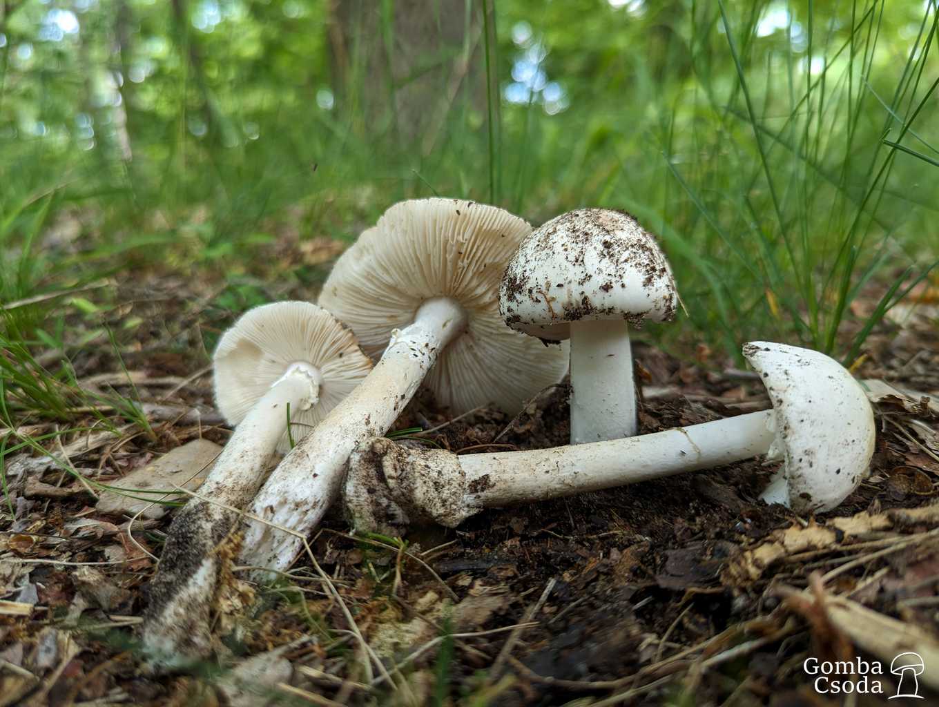 Fehér galóca (Amanita verna) + Fotók