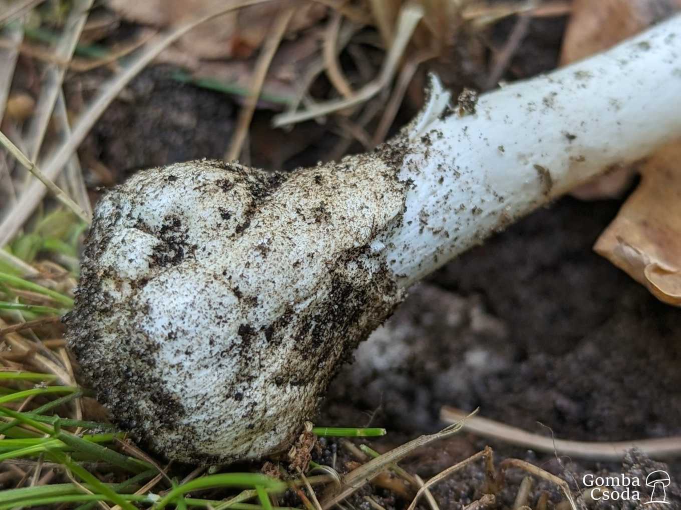 Fehér galóca (Amanita verna) + Fotók