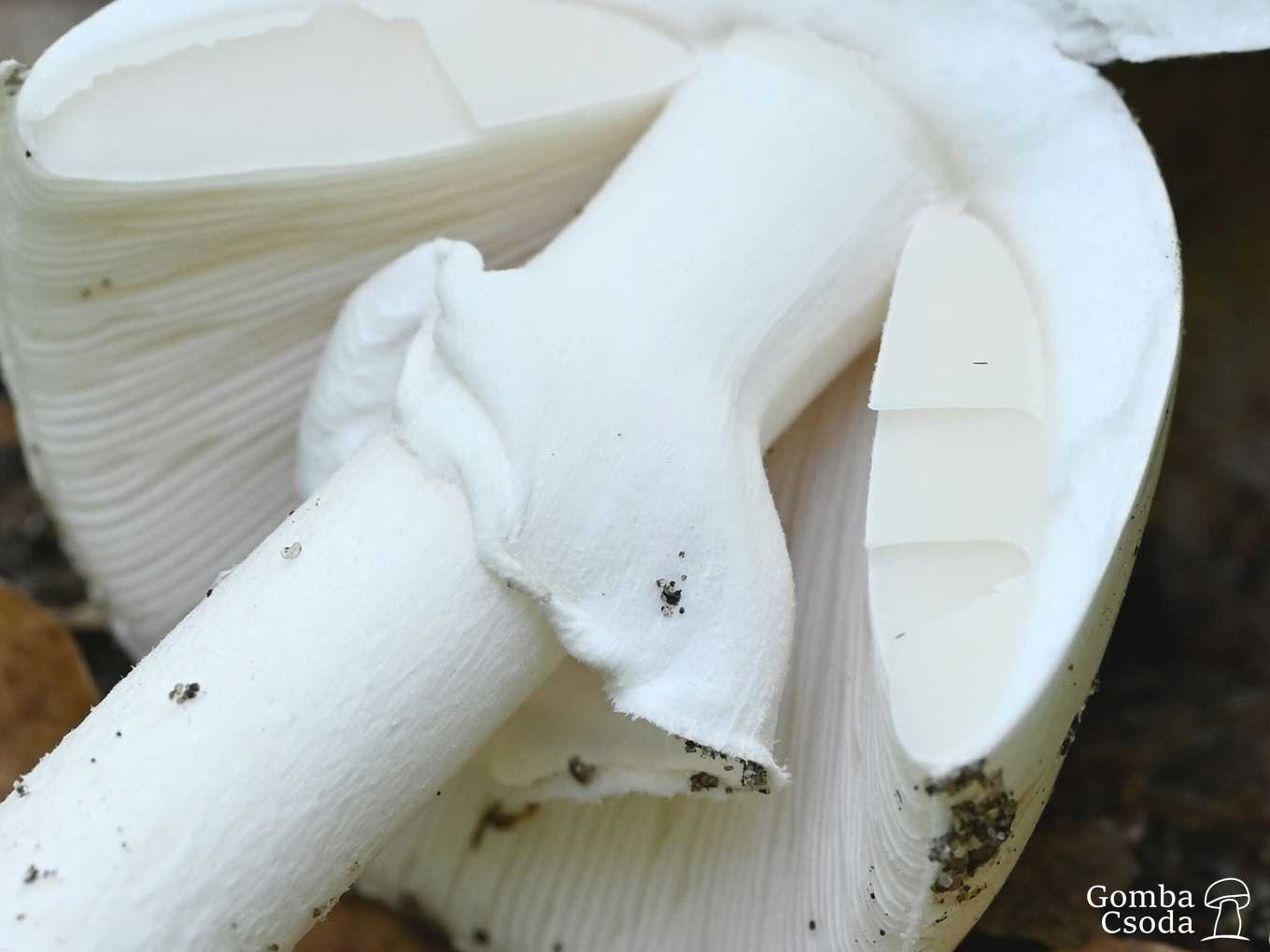 Fehér galóca (Amanita verna) + Fotók