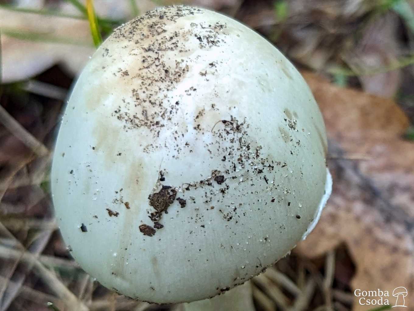 Fehér galóca (Amanita verna) + Fotók