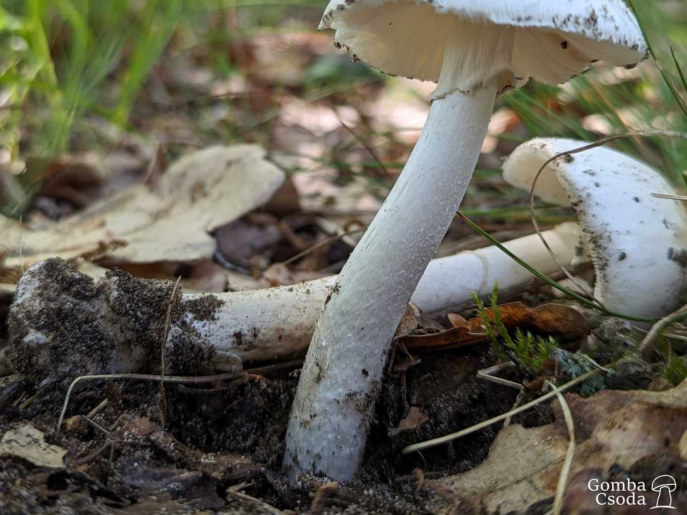 Fehér galóca (Amanita verna) + Fotók
