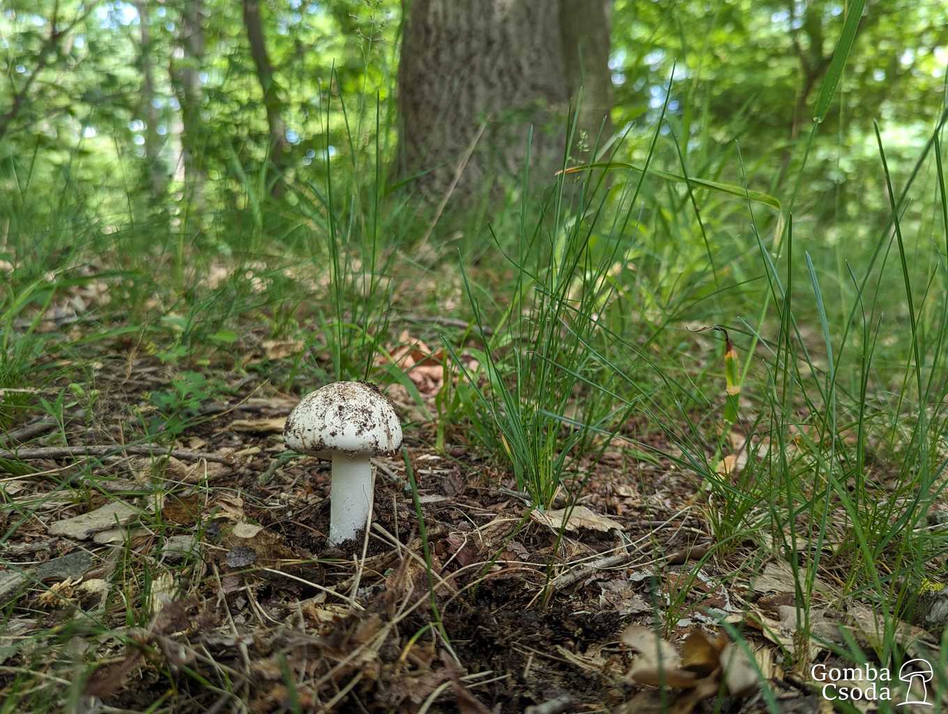 Fehér galóca (Amanita verna) + Fotók