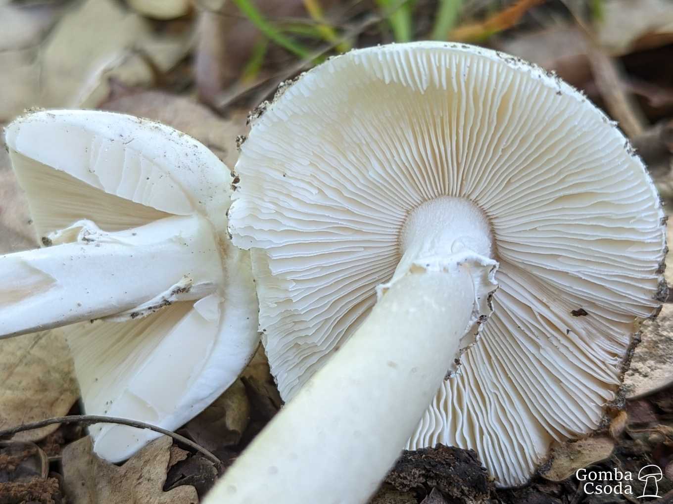 Fehér galóca (Amanita verna) + Fotók
