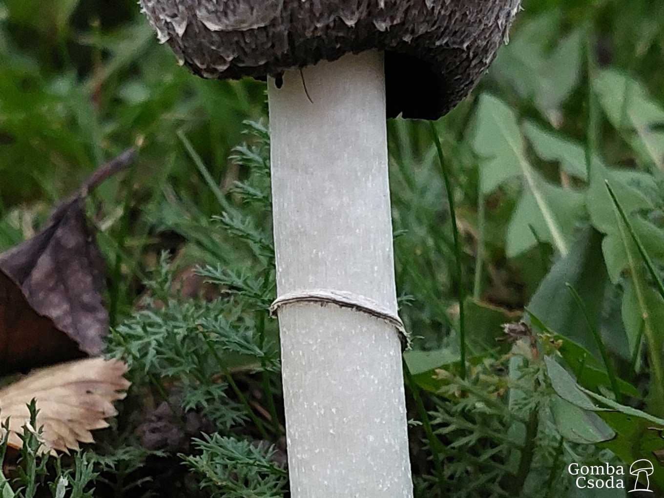 Gyapjas tintagomba (Coprinus comatus) + Fotók