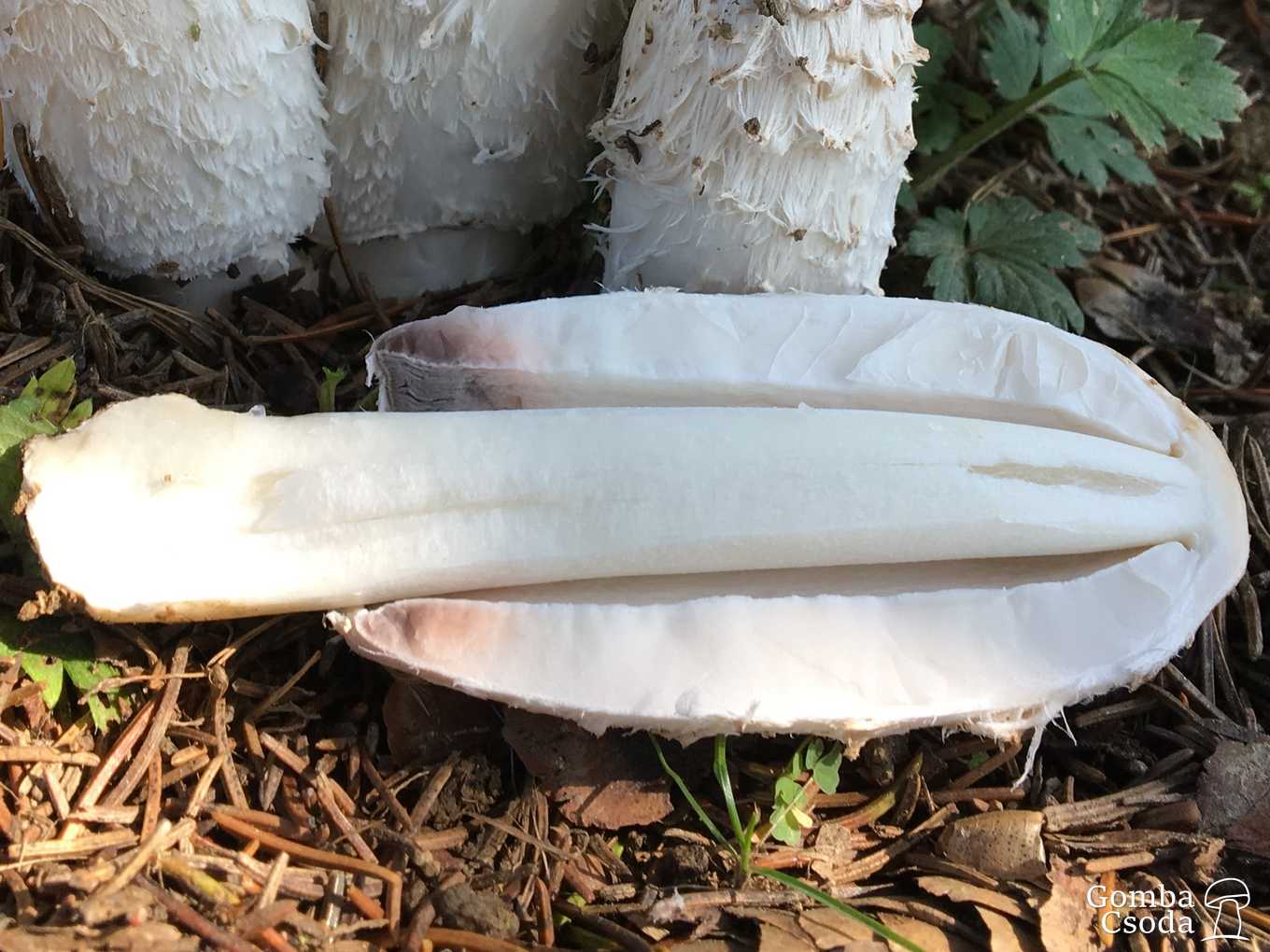 Gyapjas tintagomba (Coprinus comatus) + Fotók
