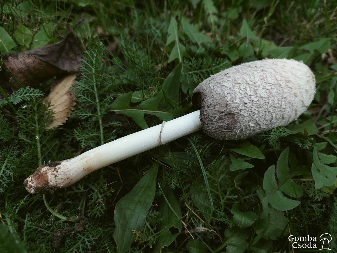 Gyapjas tintagomba (Coprinus comatus) + Fotók