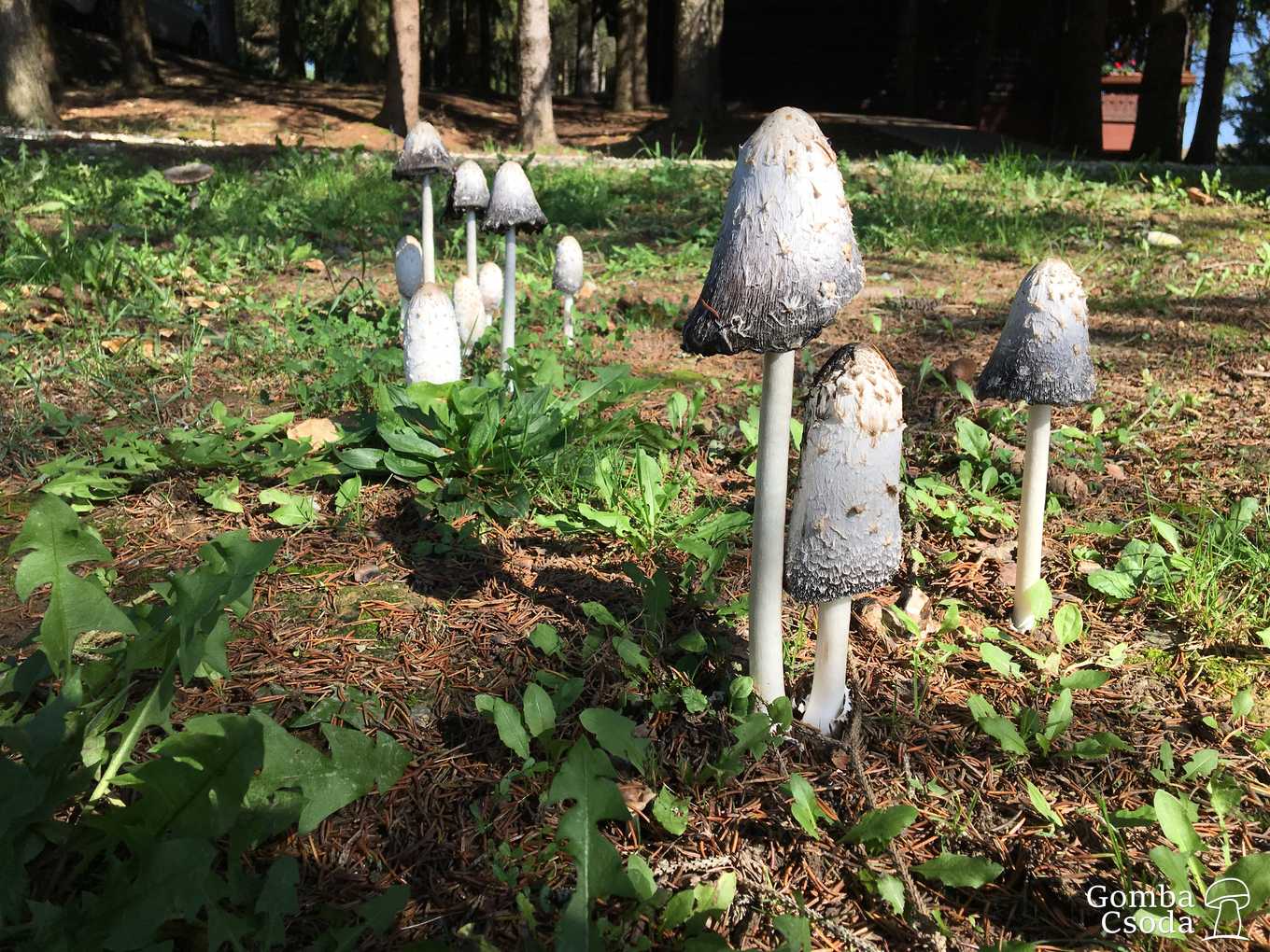 Gyapjas tintagomba (Coprinus comatus) + Fotók