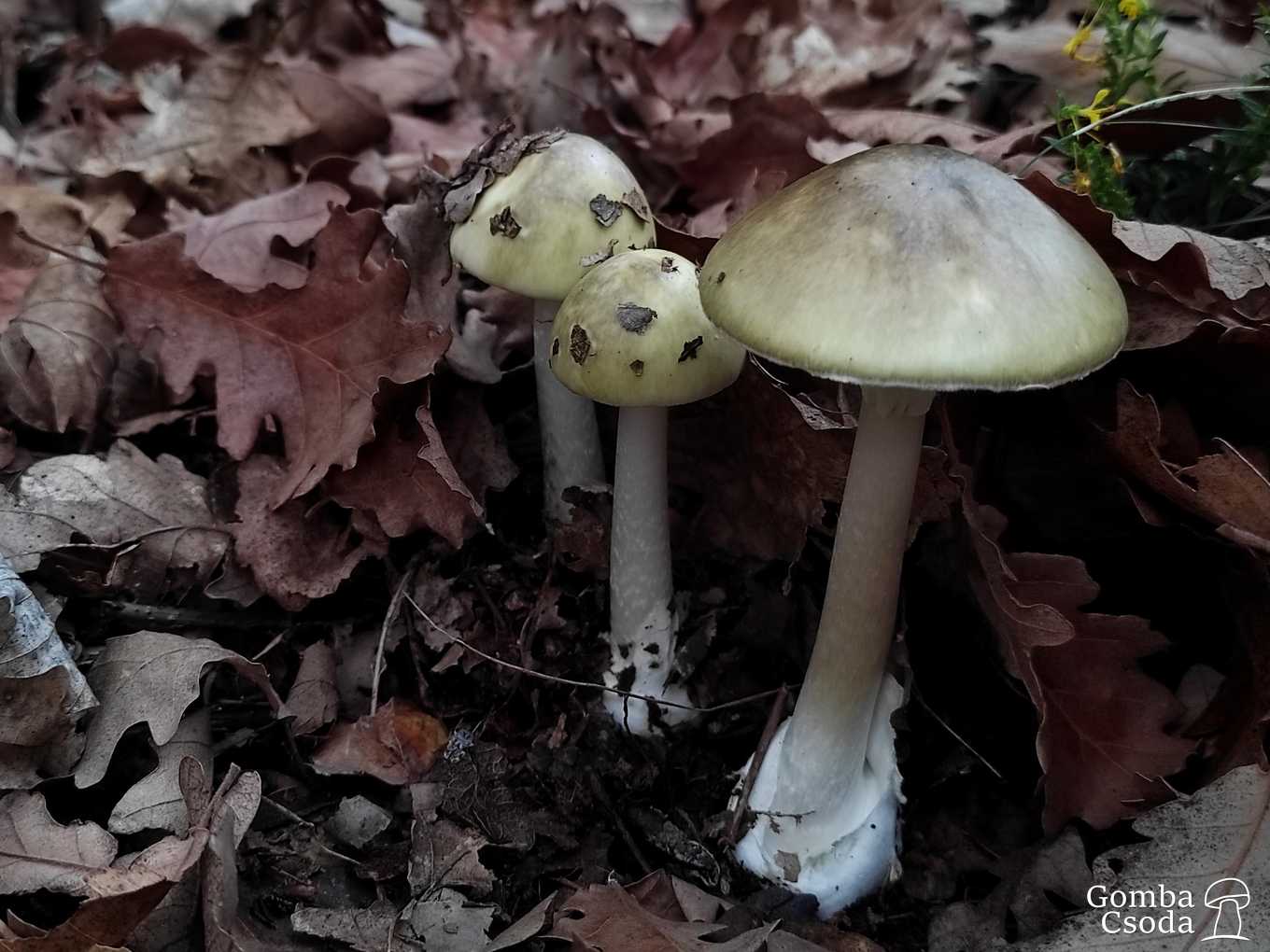 Gyilkos galóca (Amanita phalloides) + Fotók