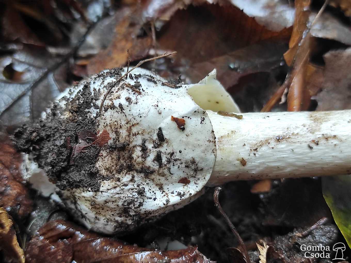 Gyilkos galóca (Amanita phalloides) + Fotók
