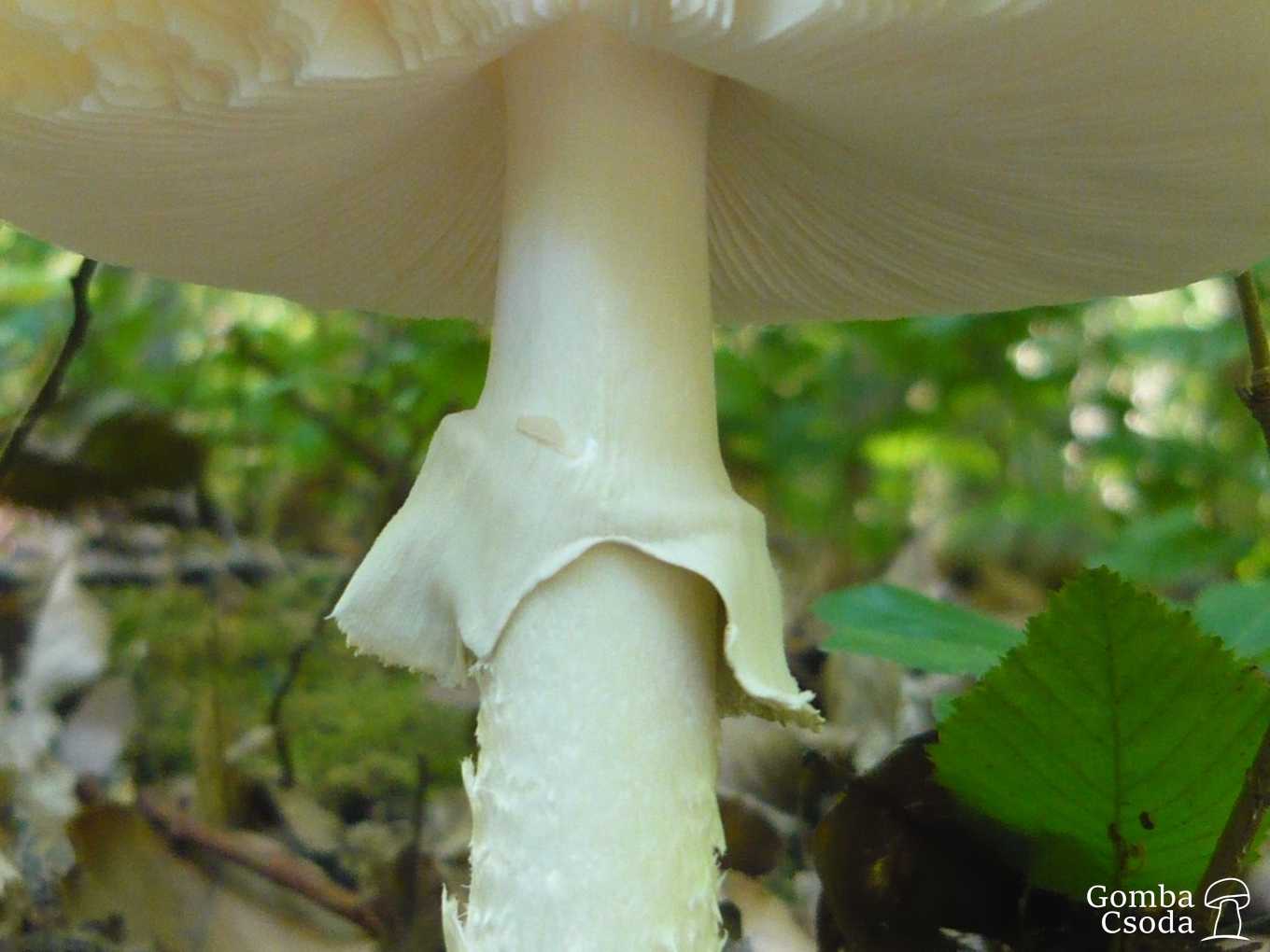 Gyilkos galóca (Amanita phalloides) + Fotók