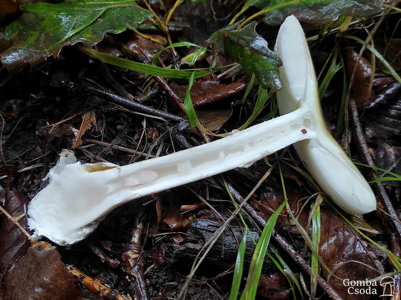 Gyilkos galóca (Amanita phalloides) + Fotók