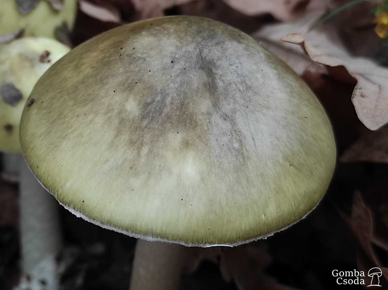 Gyilkos galóca (Amanita phalloides) + Fotók