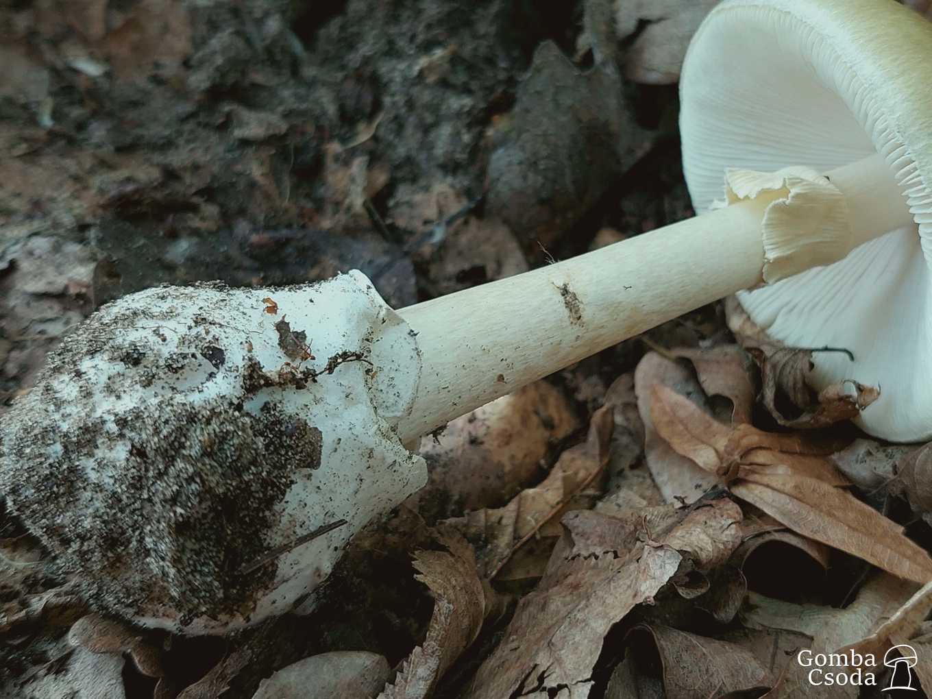 Gyilkos galóca (Amanita phalloides) + Fotók