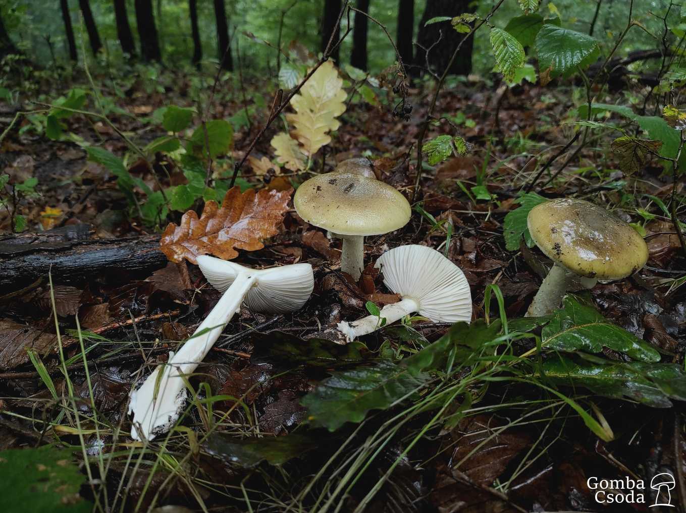 Gyilkos galóca (Amanita phalloides) + Fotók