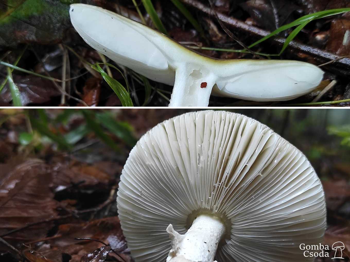 Gyilkos galóca (Amanita phalloides) + Fotók