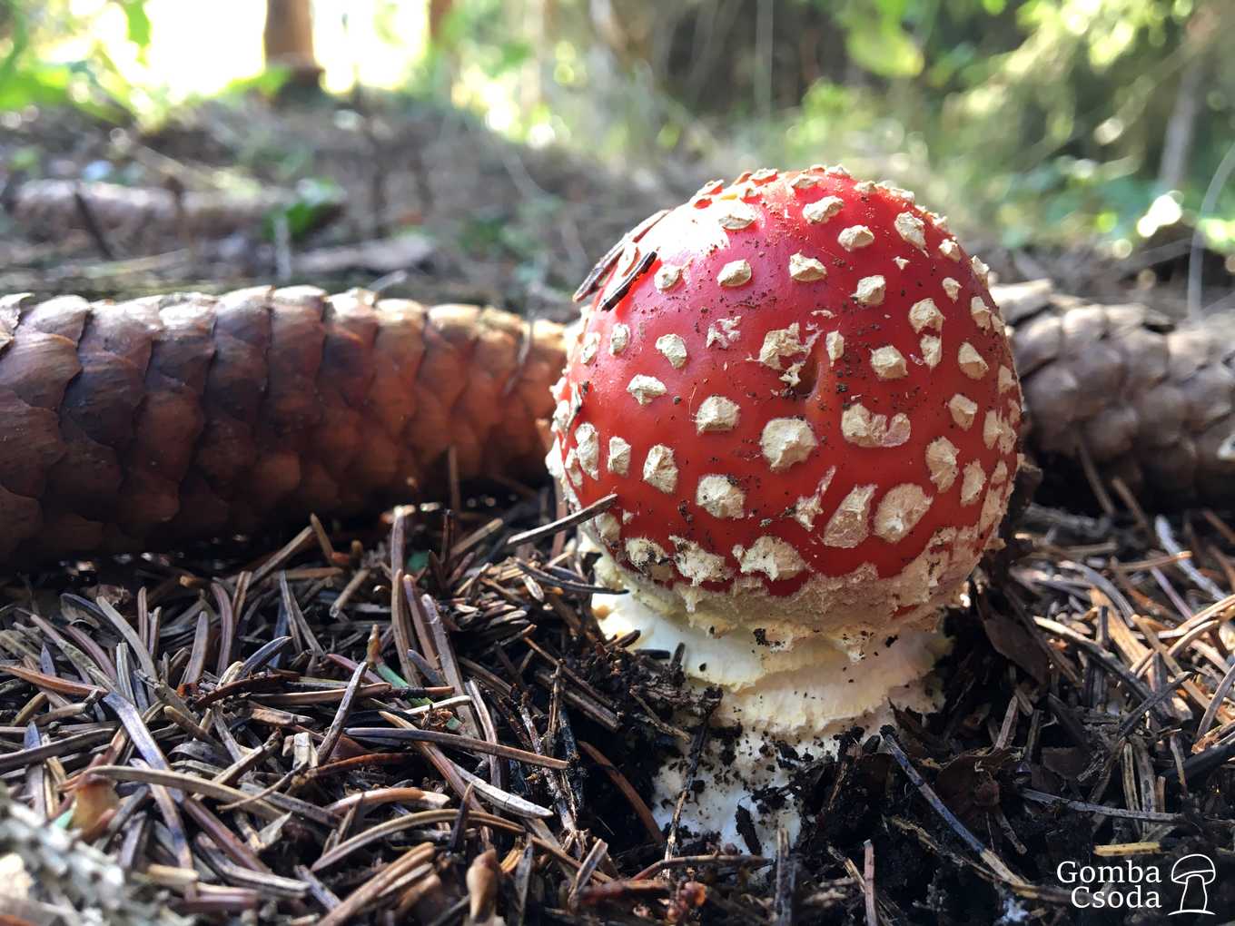 Légyölő galóca (Amanita muscaria) + Fotók