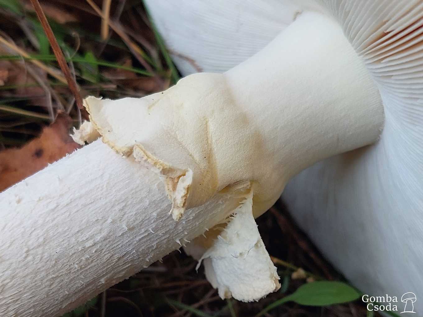 Légyölő galóca (Amanita muscaria) + Fotók
