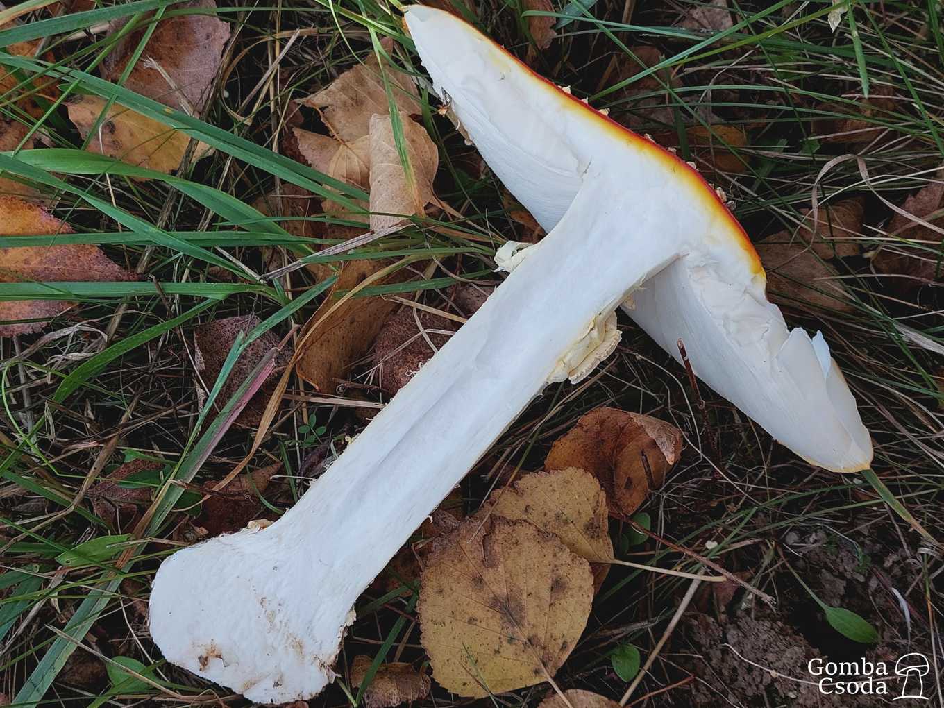 Légyölő galóca (Amanita muscaria) + Fotók