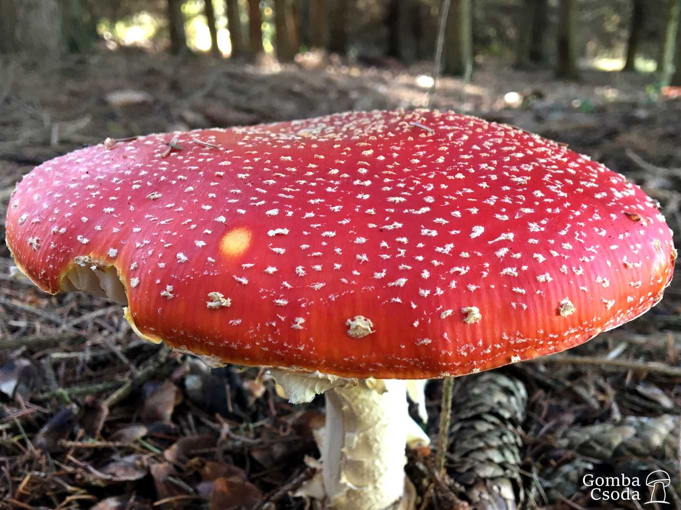 Légyölő galóca (Amanita muscaria) + Fotók