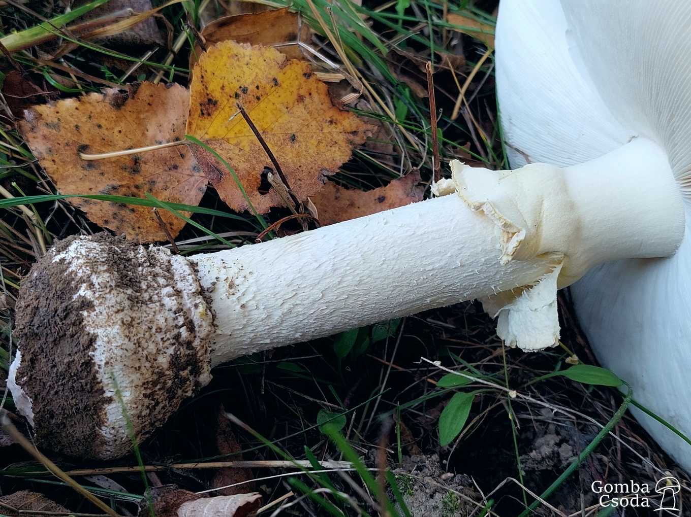 Légyölő galóca (Amanita muscaria) + Fotók