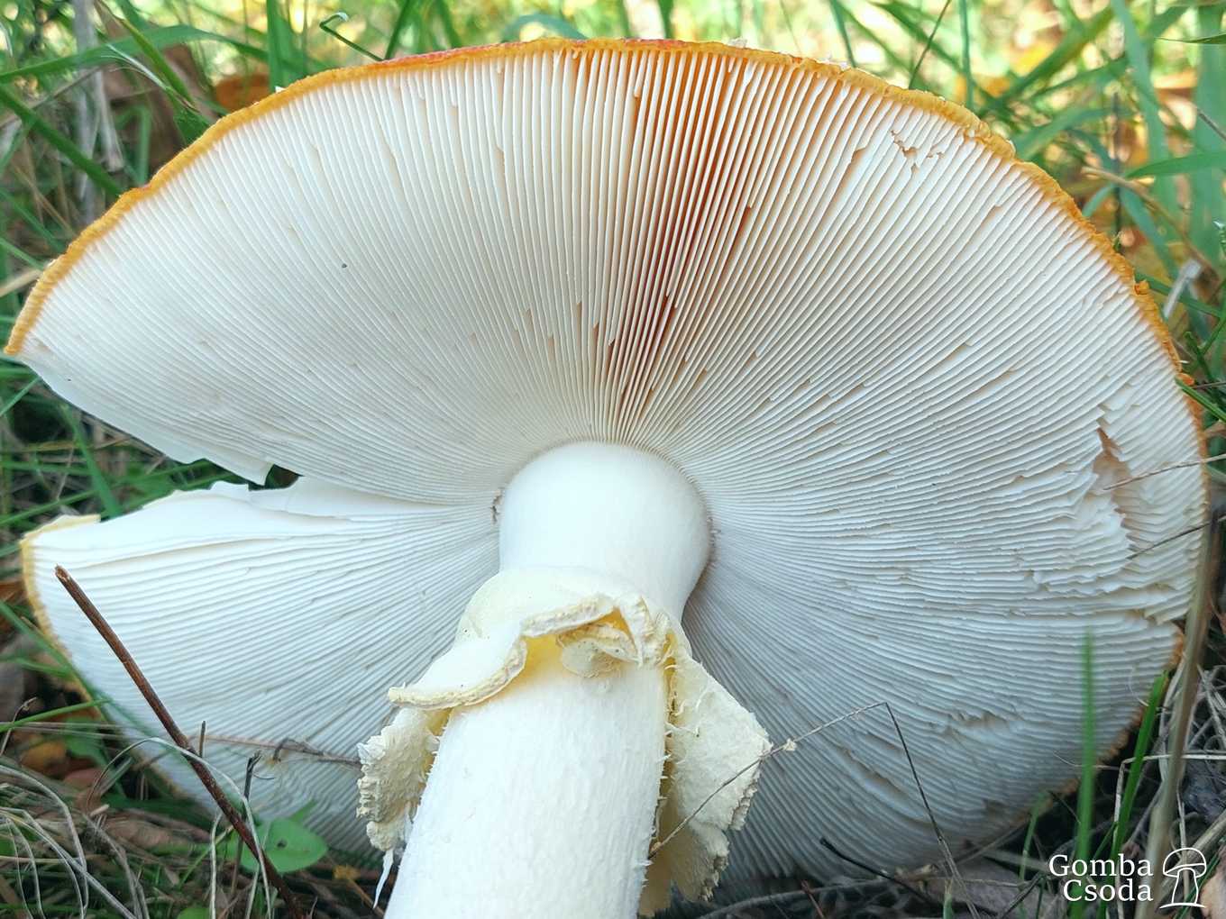 Légyölő galóca (Amanita muscaria) + Fotók