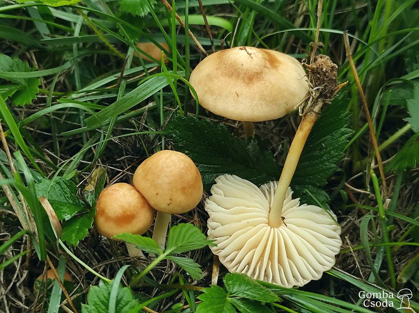 Mezei szegfűgomba (Marasmius oreades) + Fotók