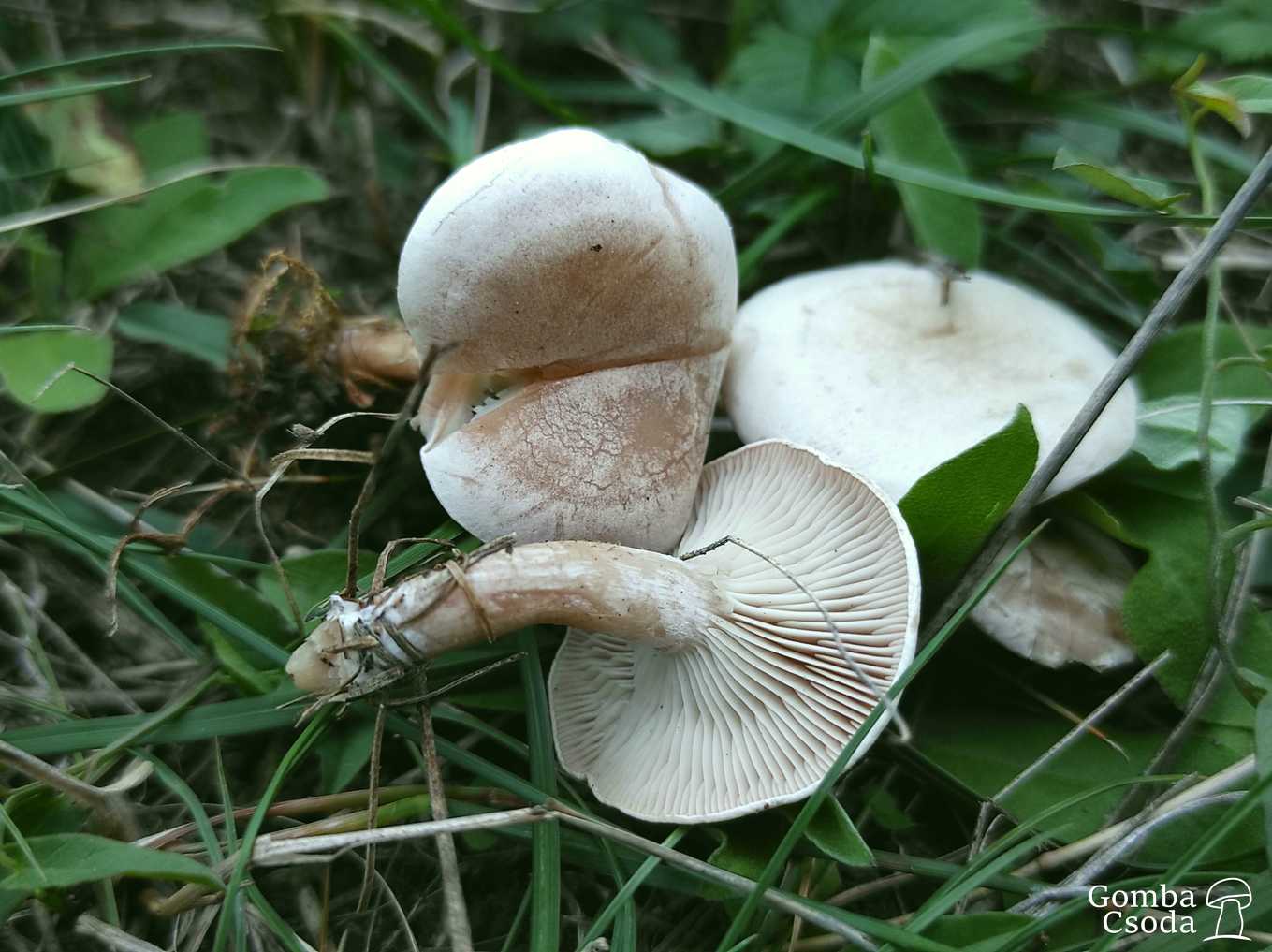 Mezei tölcsérgomba (Clitocybe rivulosa) + Fotók