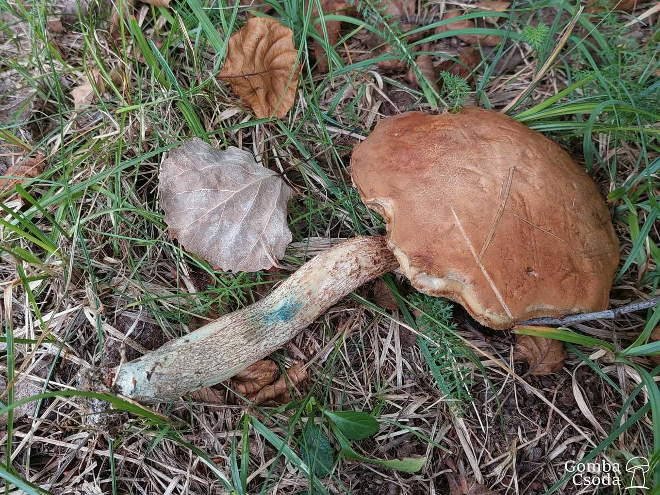 Nyárfa-érdestinóru (Leccinum duriusculum) + Fotók