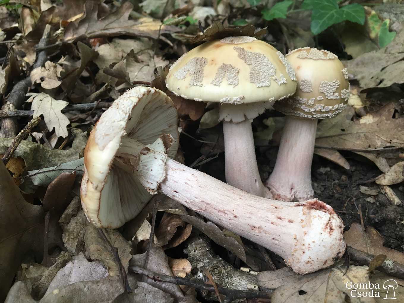 Piruló galóca (Amanita rubescens) + Fotók