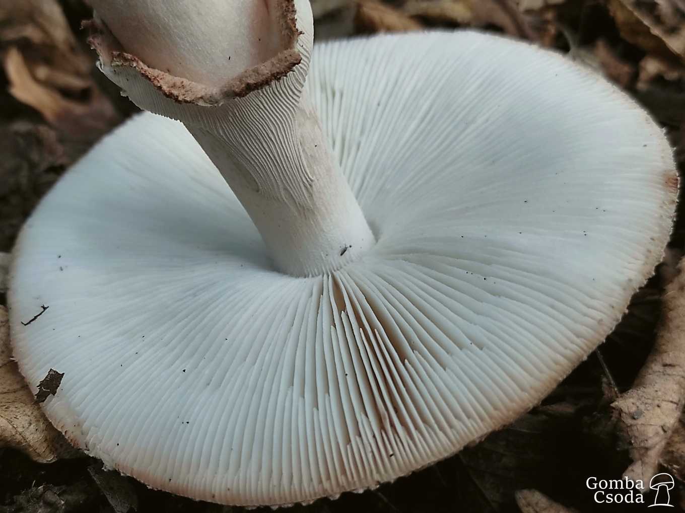 Piruló galóca (Amanita rubescens) + Fotók