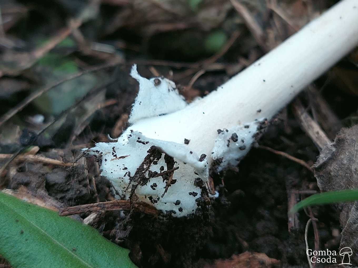 Ragadós bocskorosgomba (Volvopluteus gloiocephalus) + Fotók
