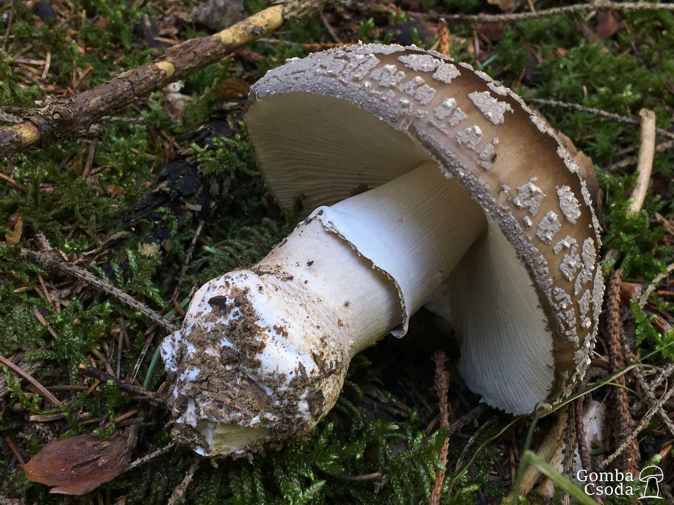 Szürke galóca (Amanita excelsa) + Fotók