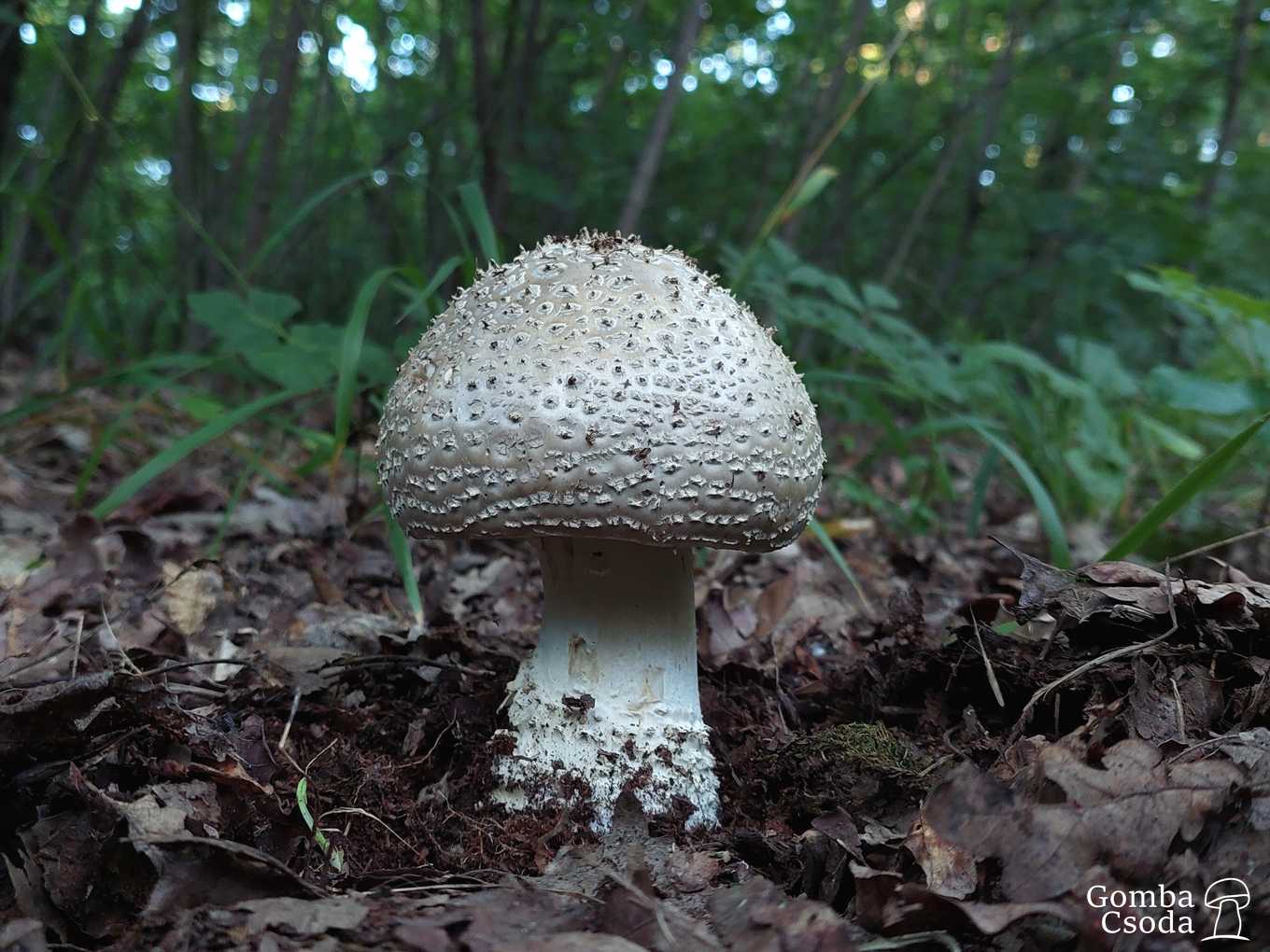 Tüskés galóca (Amanita echinocephala) + Fotók