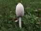 Gyapjas tintagomba (Coprinus comatus) + Fotók